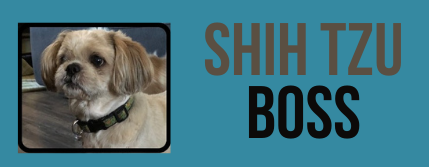 Shih Tzu: A Brief History Of The Breed - Shih Tzu Boss