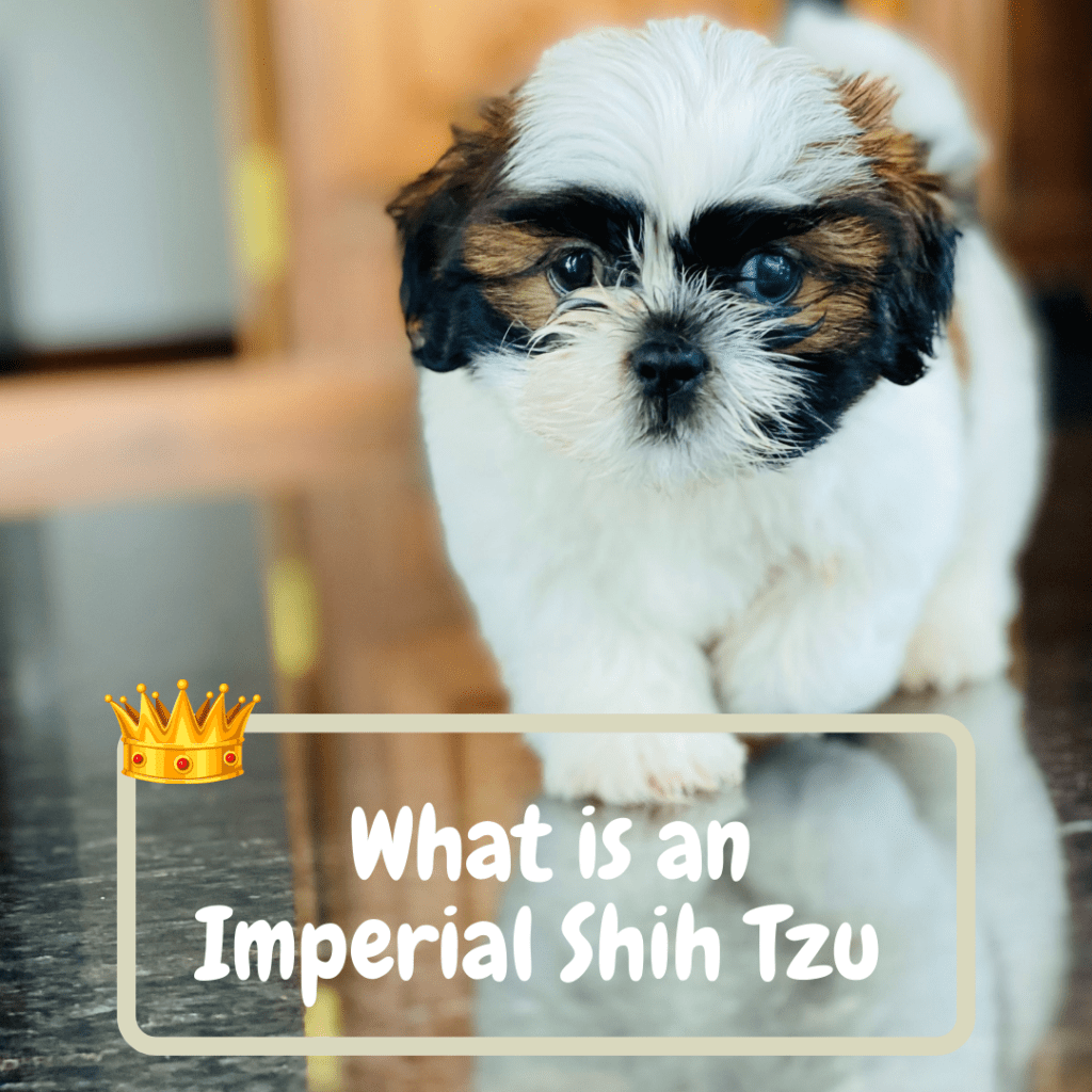 What Is An Imperial Shih Tzu - Shih Tzu Boss