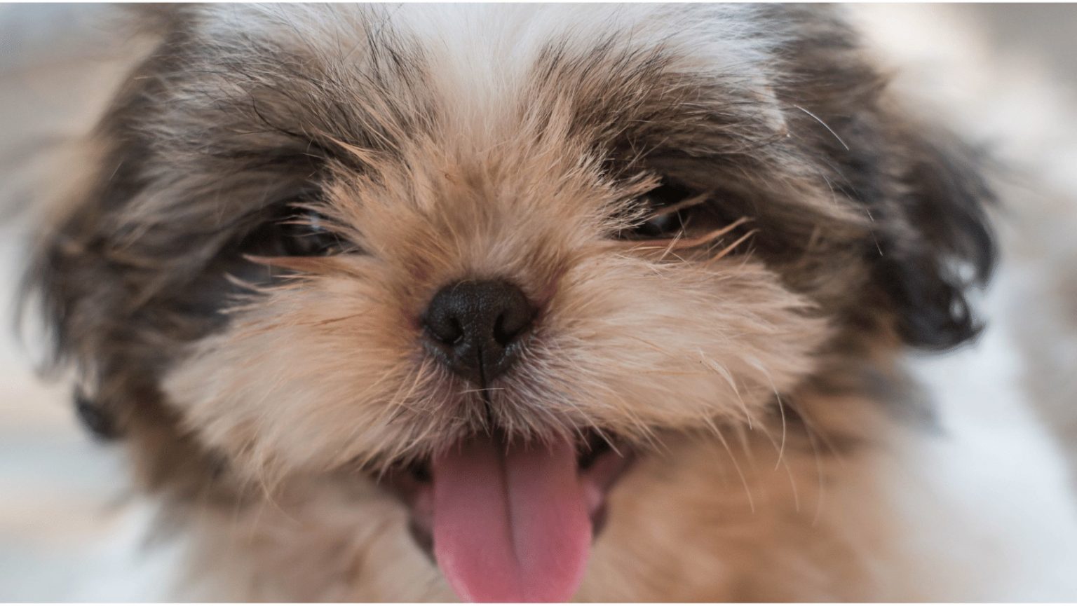 Best Dog Foods For Our Shih Tzu