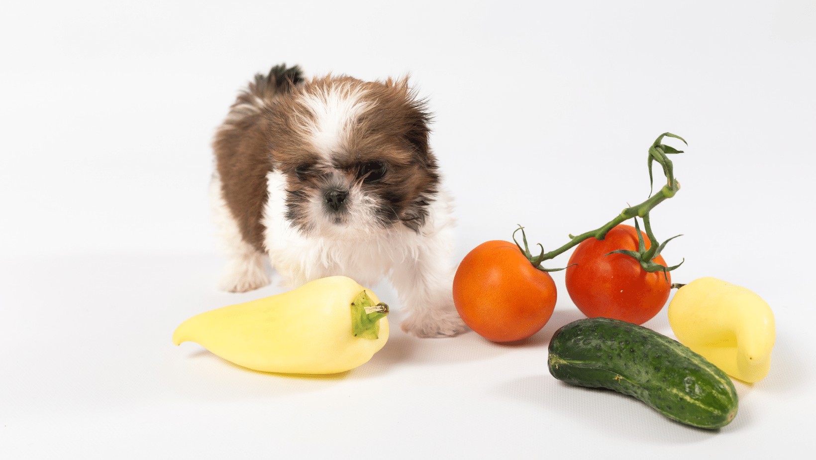 Best Dog Foods For Our Shih Tzu