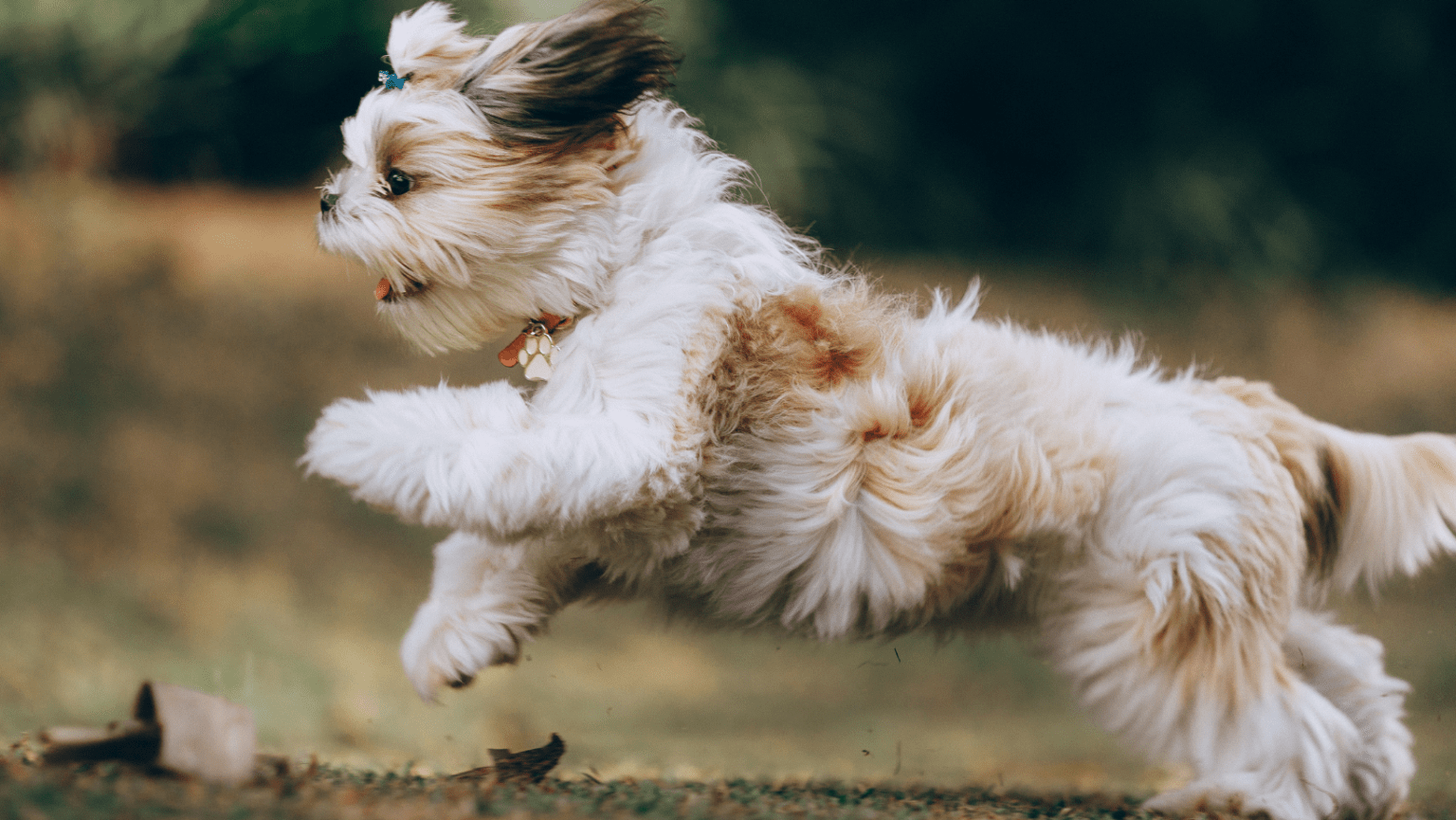 Shih Tzu: A Brief History Of The Breed - Shih Tzu Boss